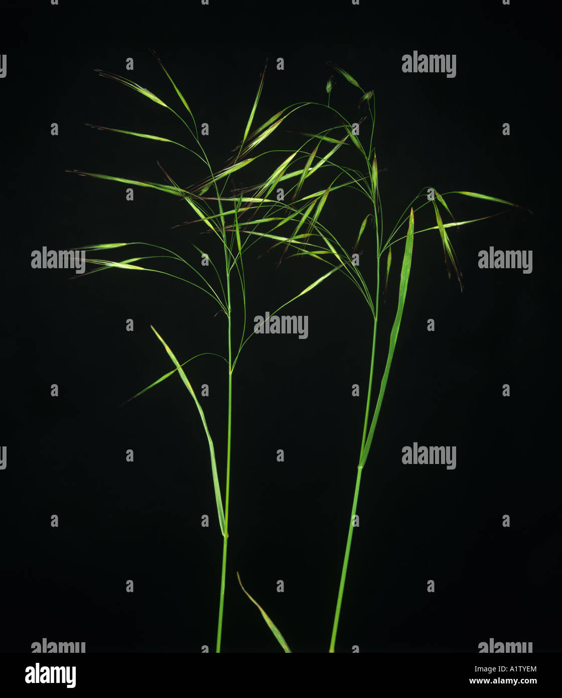 Upright brome Bromus erectus flower spikes against a black background ...
