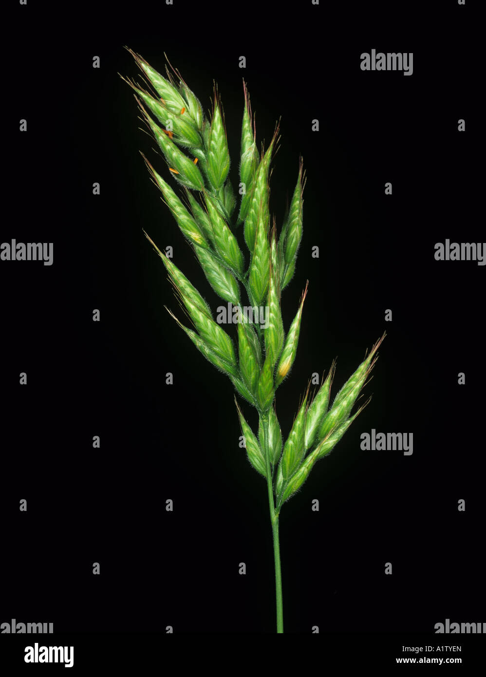 Soft brome Bromus hordeaceus flower spike against a black background ...