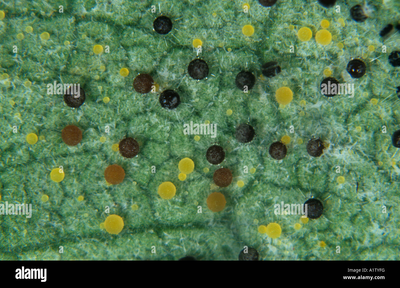 Perithecium High Resolution Stock Photography and Images - Alamy