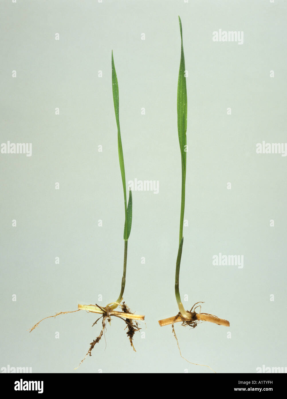 Couch or twitch Agropyron repens seedlings with fragments of rhizome ...