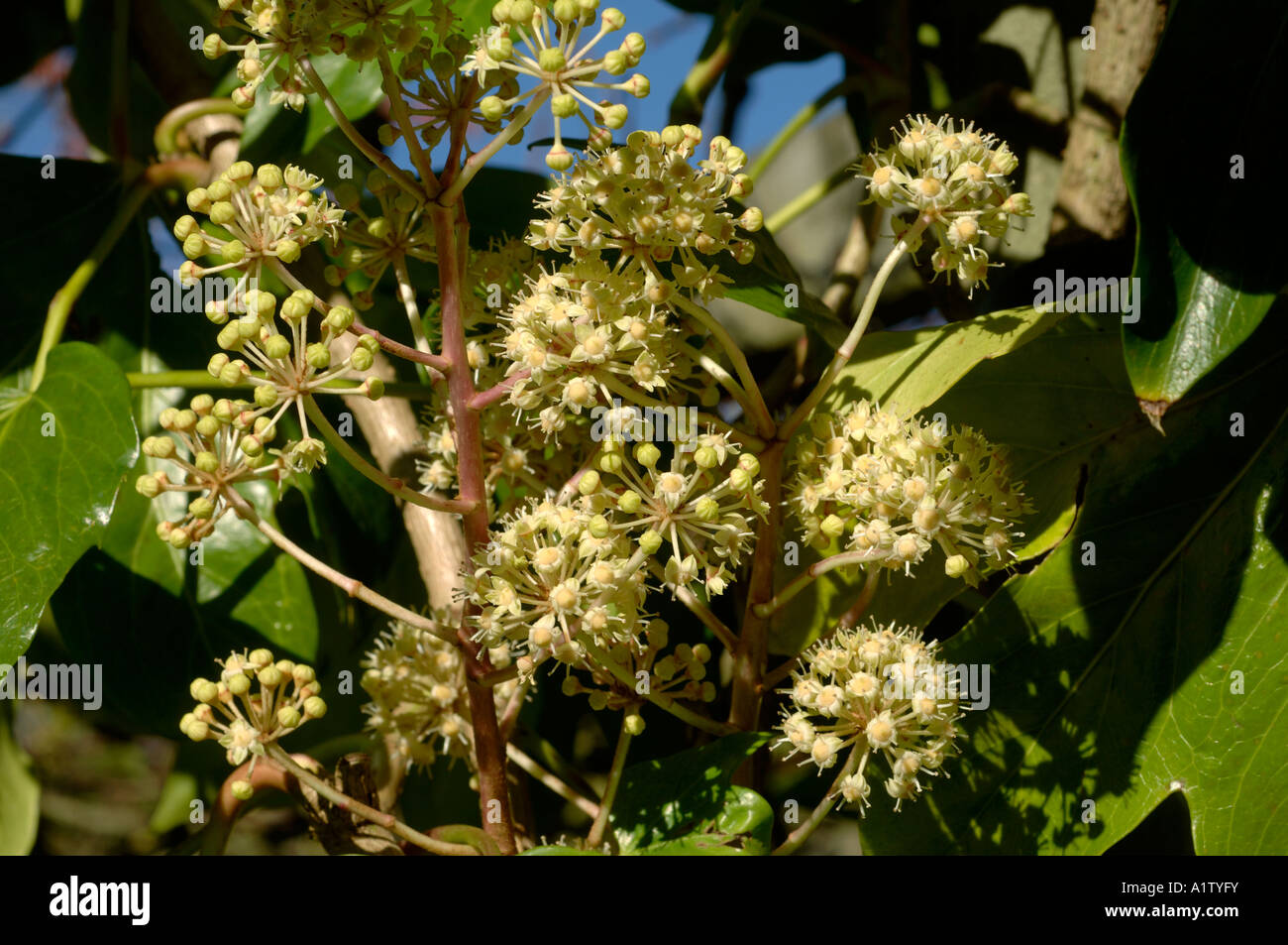Fatshedera lizei an climbing ivy like plant flowering Stock Photo - Alamy