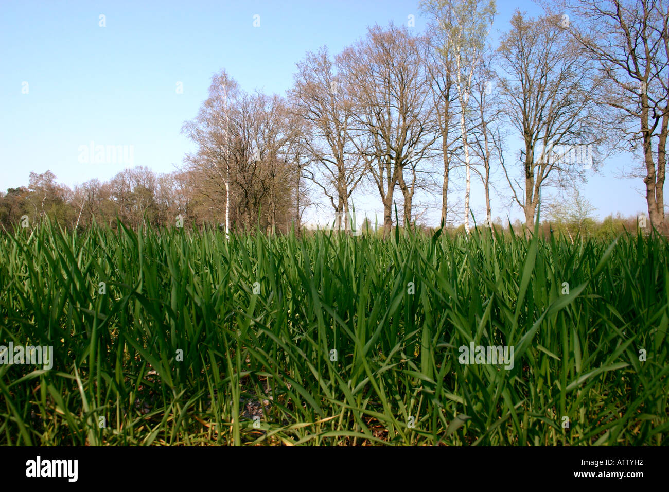 Grass and trees Stock Photo - Alamy