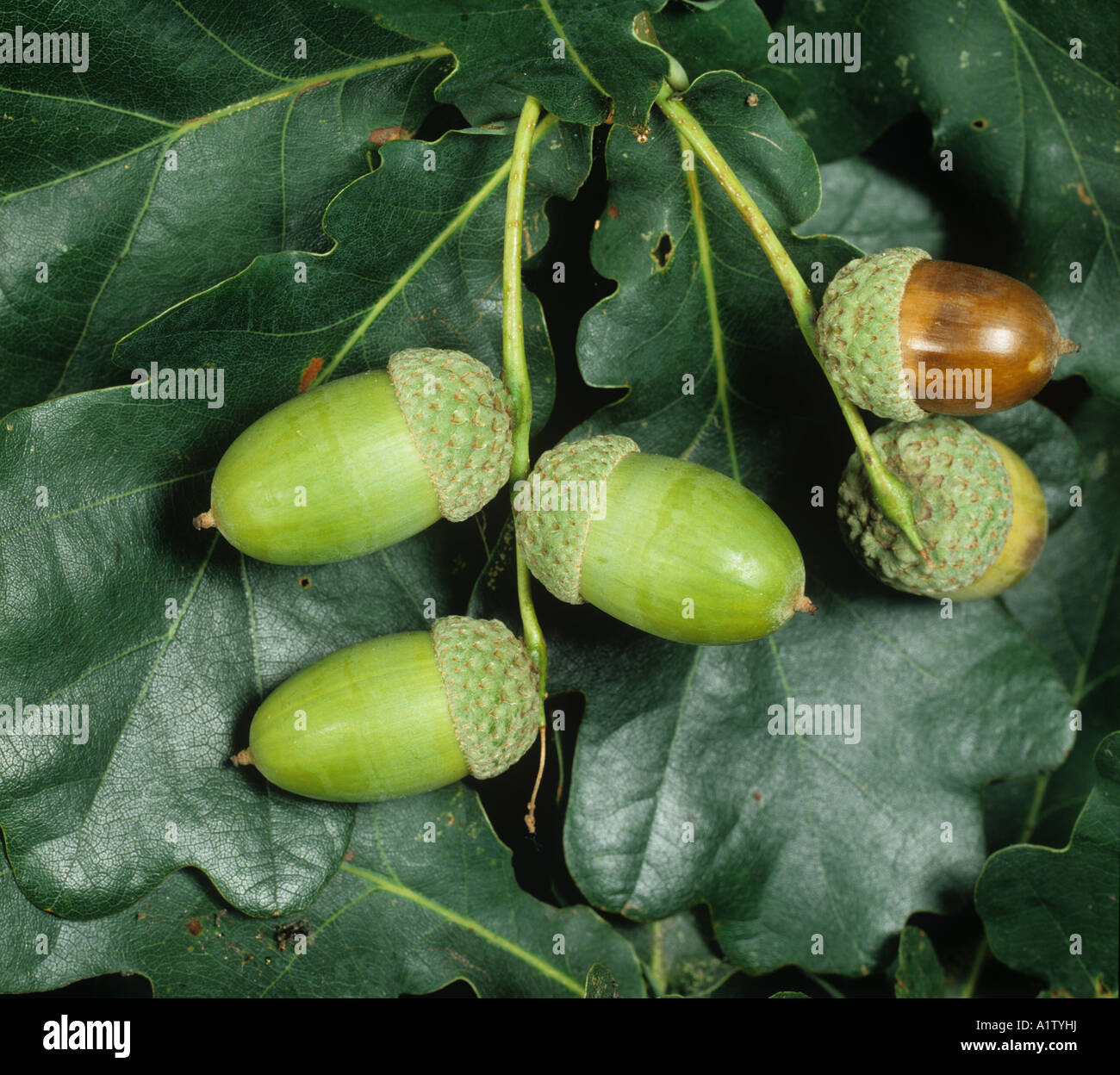 Quercus seed hi-res stock photography and images - Alamy