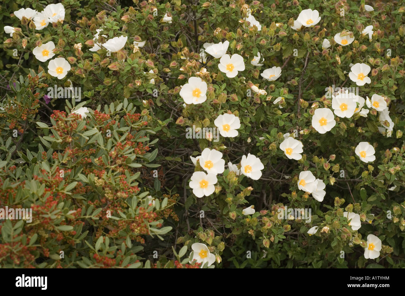 Sageleaf rockrose, Cistus salvifolius, in flower, Troodhos massif ...