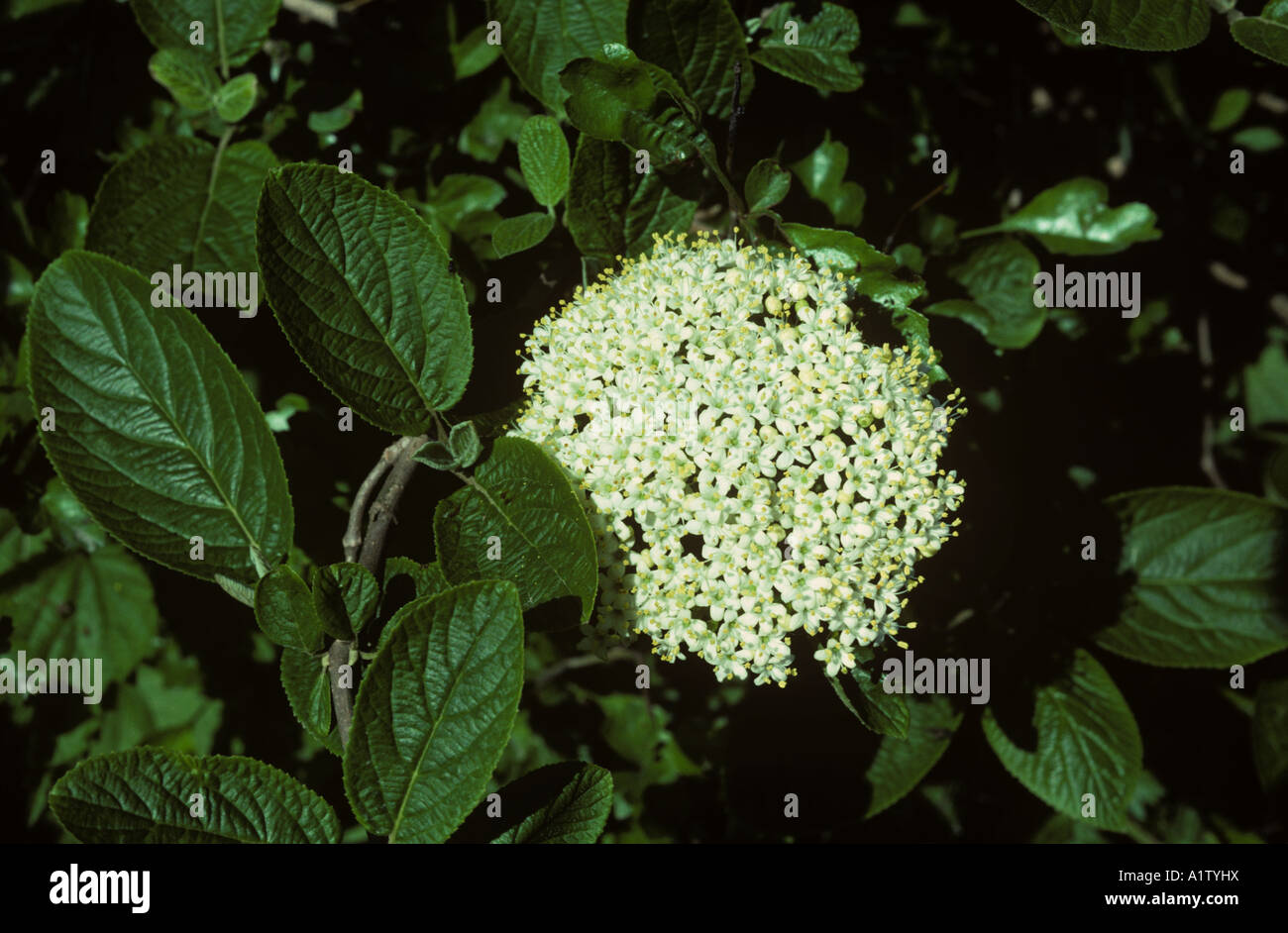 Wayfaring tree Viburnum lantana flower umbell Gloucestershire Stock ...