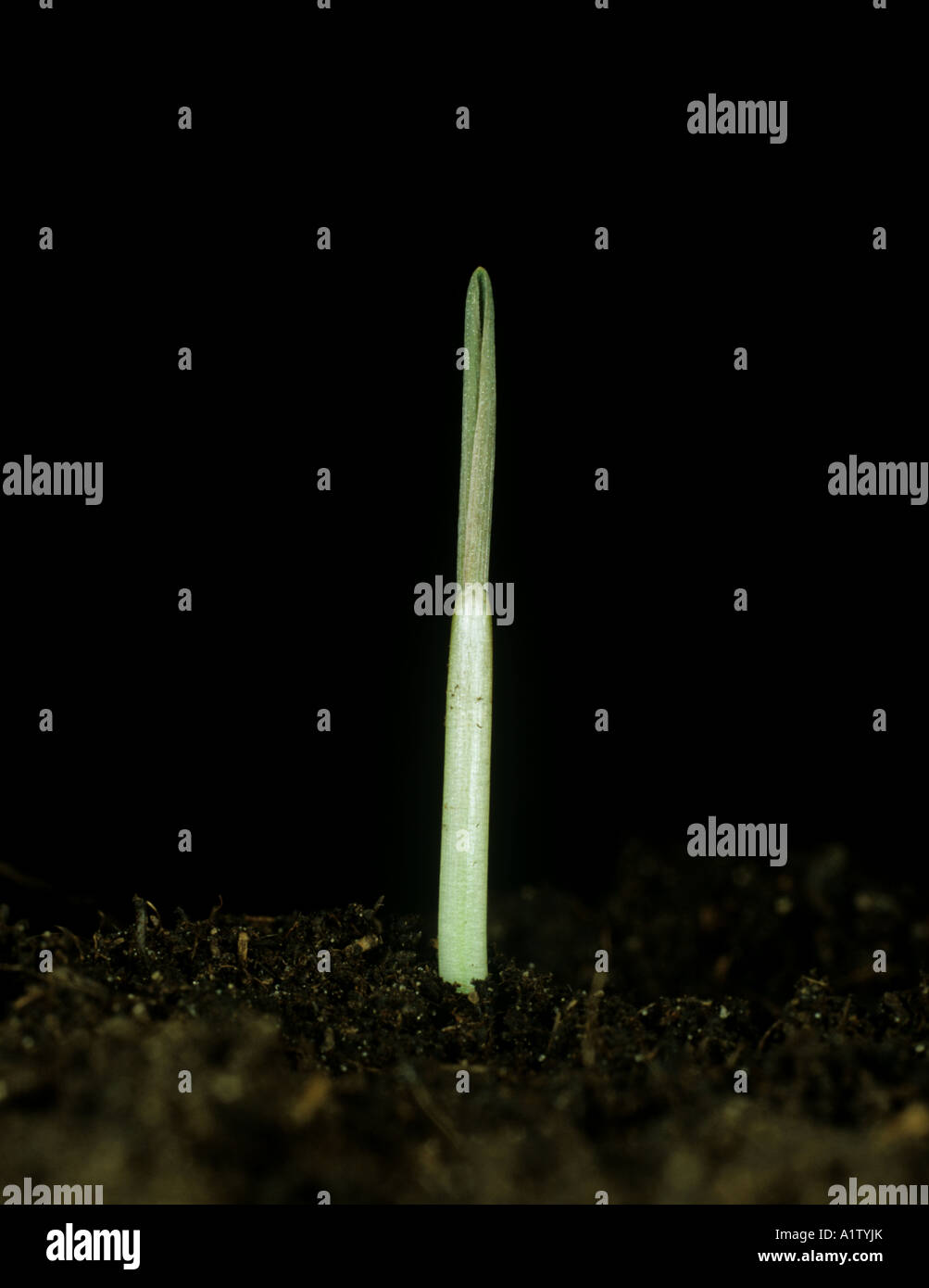 Coleoptile hi-res stock photography and images - Alamy