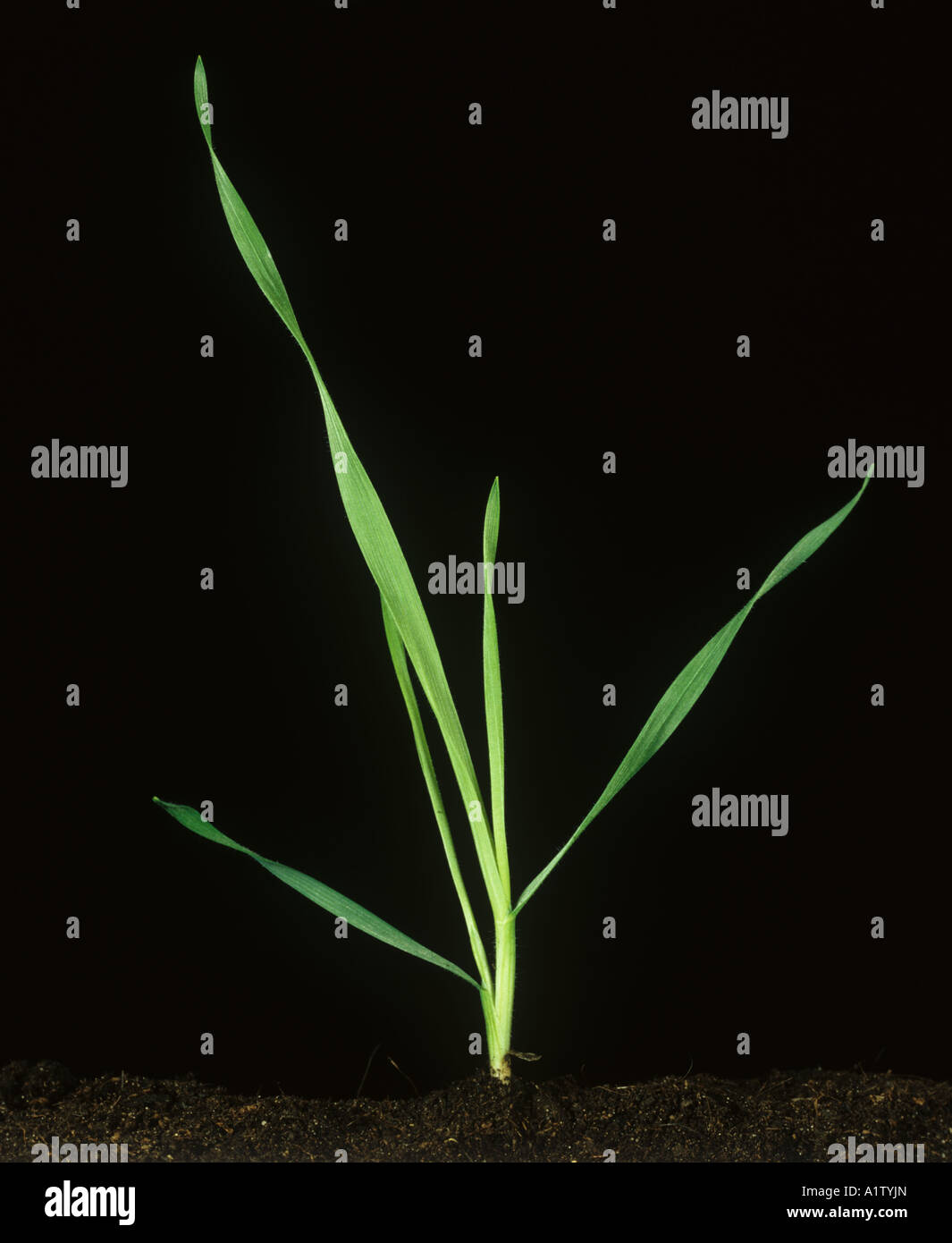 Drooping brome Bromus tectorum seedling grass stage 21 one tiller Stock ...