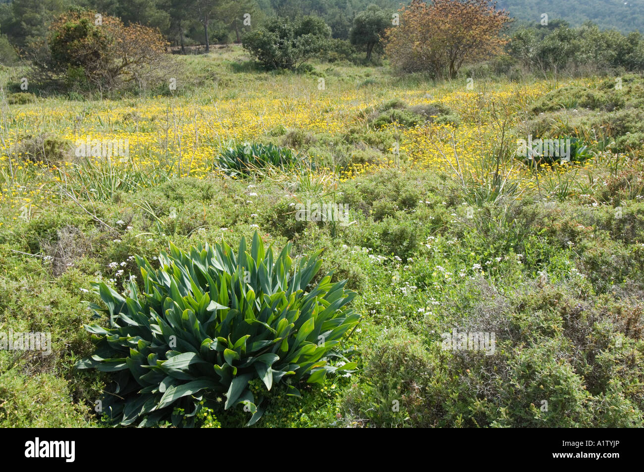 Tapestry of flowers, meadow in Northern Cyprus, Europe, May Stock Photo ...