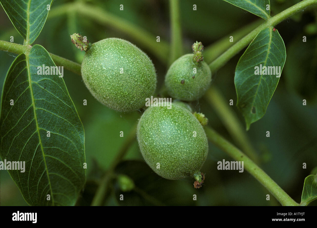 Young developing walnut fruits on the tree Germany Stock Photo - Alamy