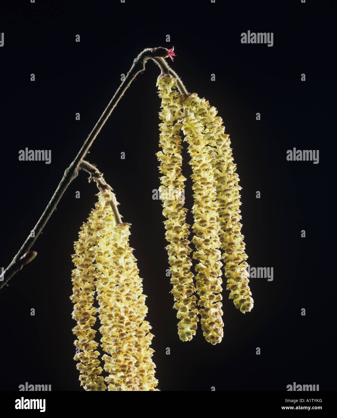 Hazel Corylus avellana red female flower at the top of the male catkins ...