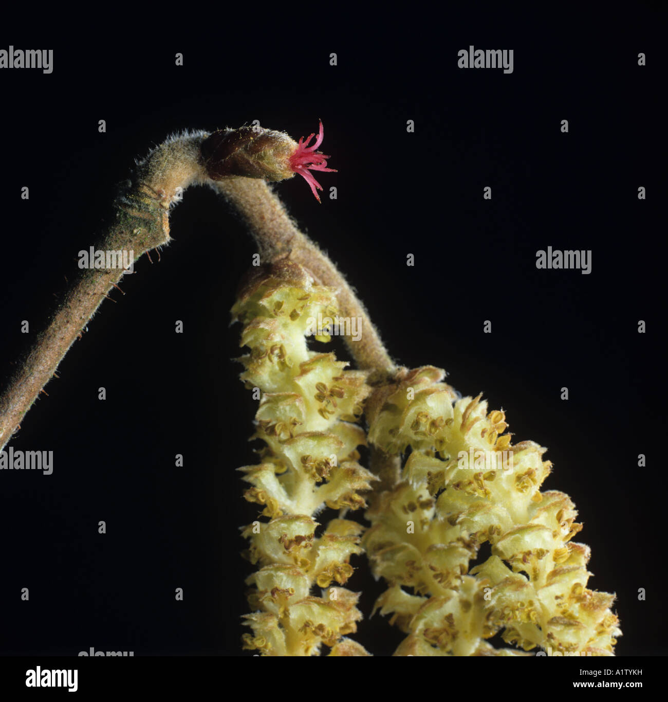 Hazel Corylus avellana red female flower at the top of the male catkins ...