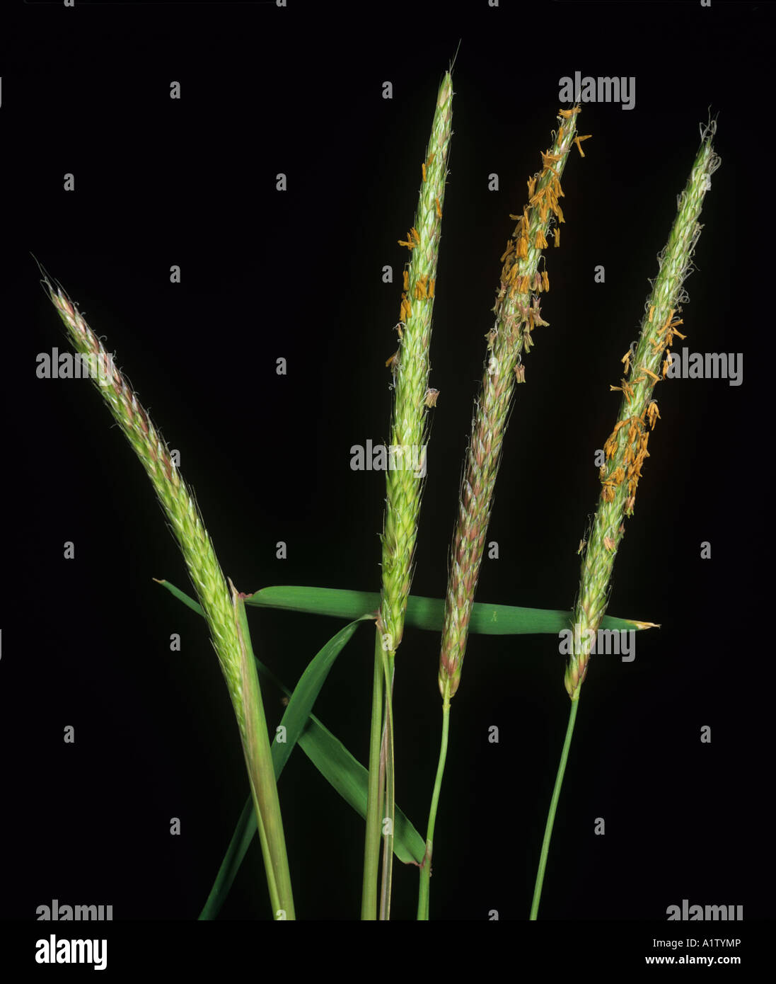 Flowering spikes of blackgrass Alopecurus myosuroides against black ...