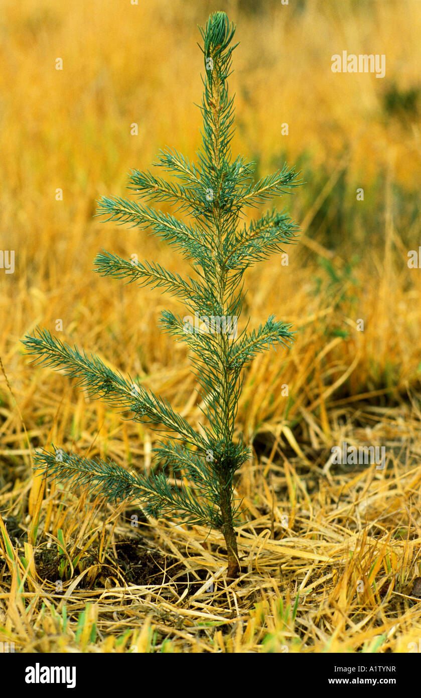 Norway spruce Picea abies young plantation tree Stock Photo - Alamy