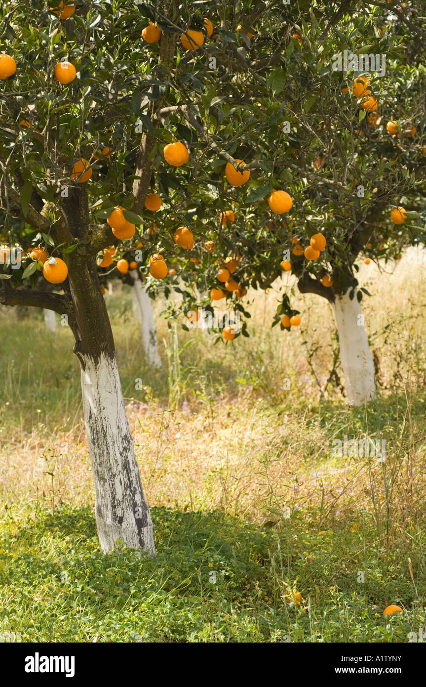 Orange grove (Citrus aurantium) fruit on trees, Northern Cyprus, Europe ...