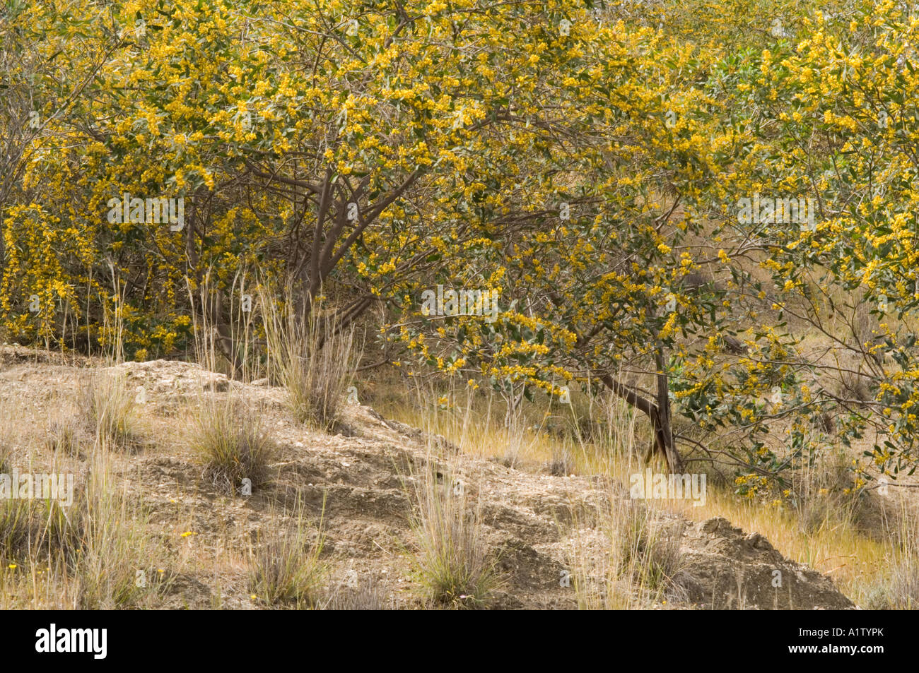 Golden wattle Acacia pycnantha in flower next to the path to the Roman ...