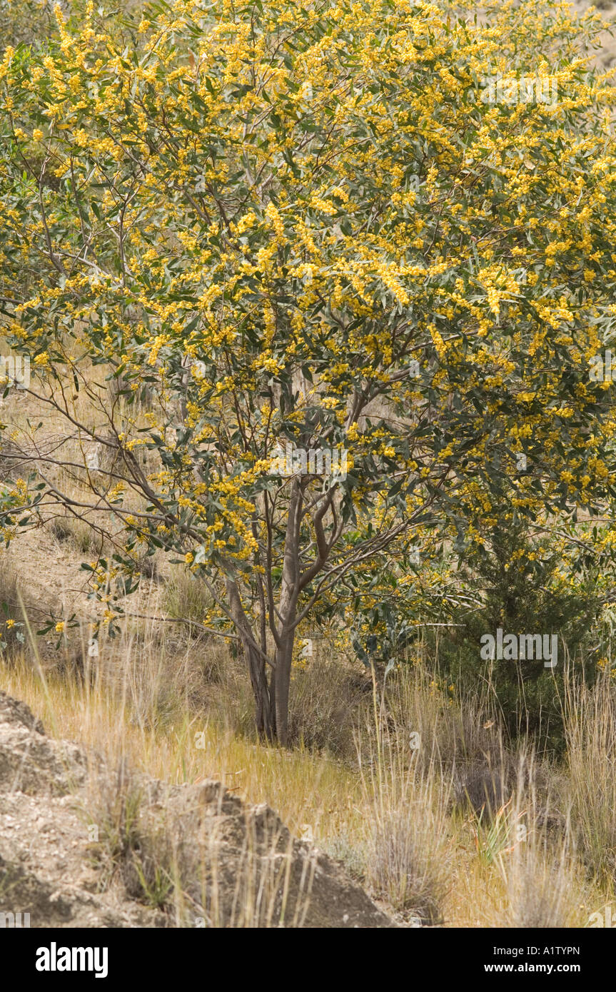 Golden wattle Acacia pycnantha in flower next to the path to the Roman ...