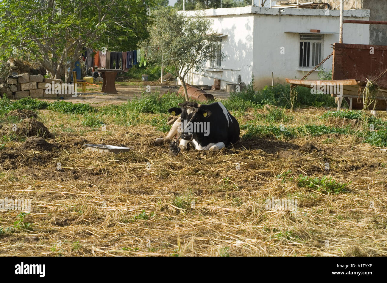 Domestic cattle, tethered to post with short rope, no shade, exposed in ...