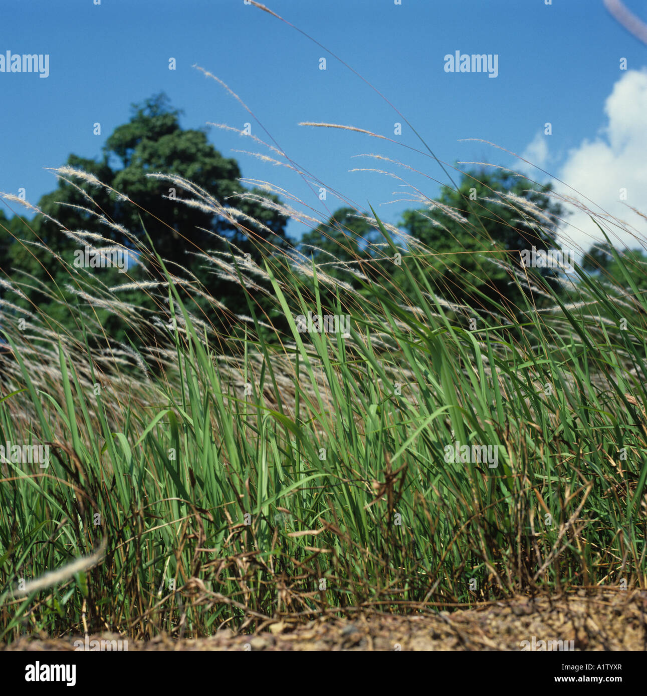 Lalang or swordgrass Imperata cylindrica seeding grass weeds Malaysia ...