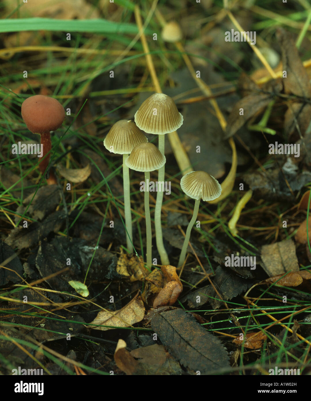 Mycena inclinata fungal caps growing from buried decayed wood Stock ...