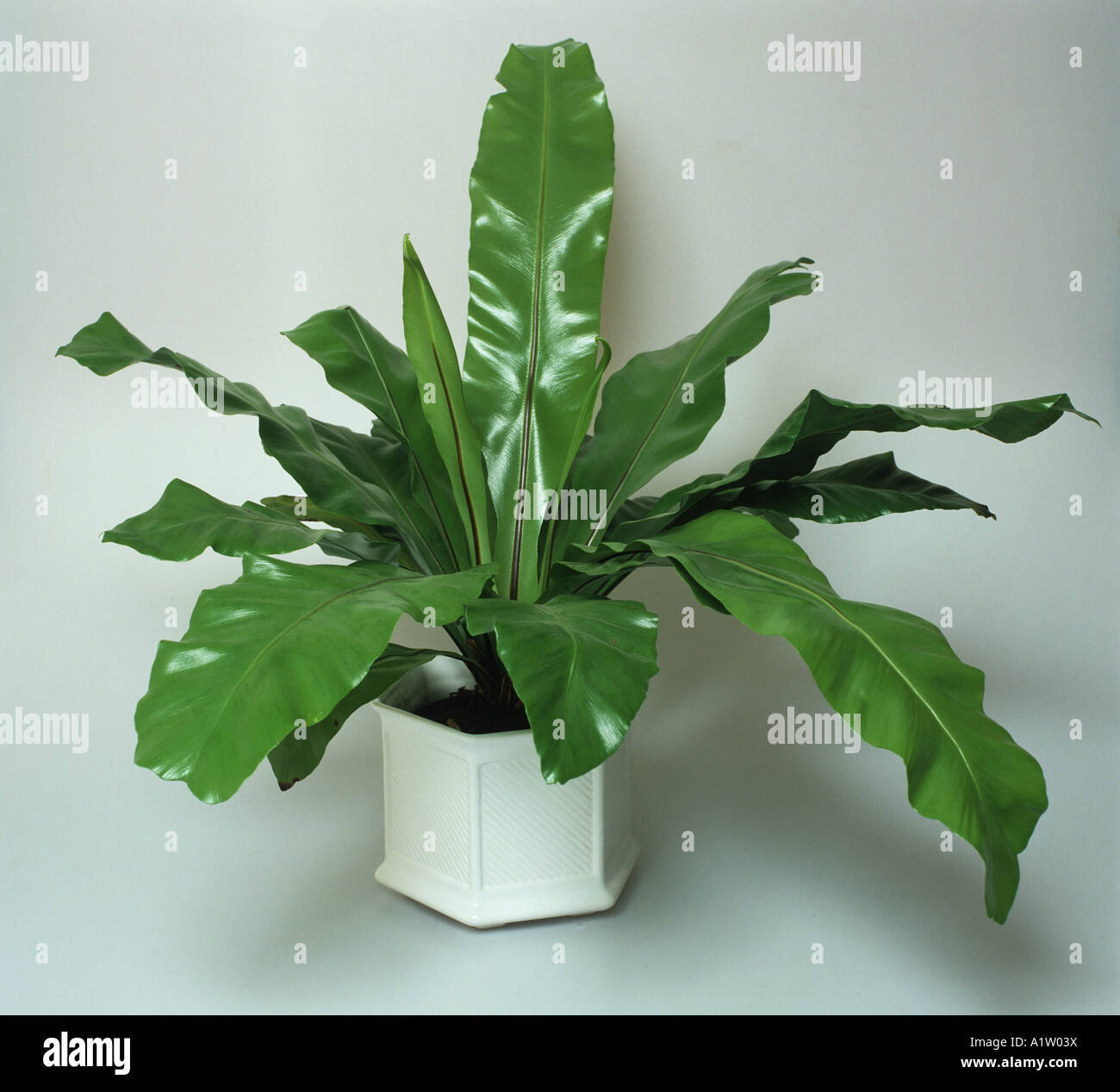 Birds nest fern Asplenium nidus houseplant specimen on a white ...