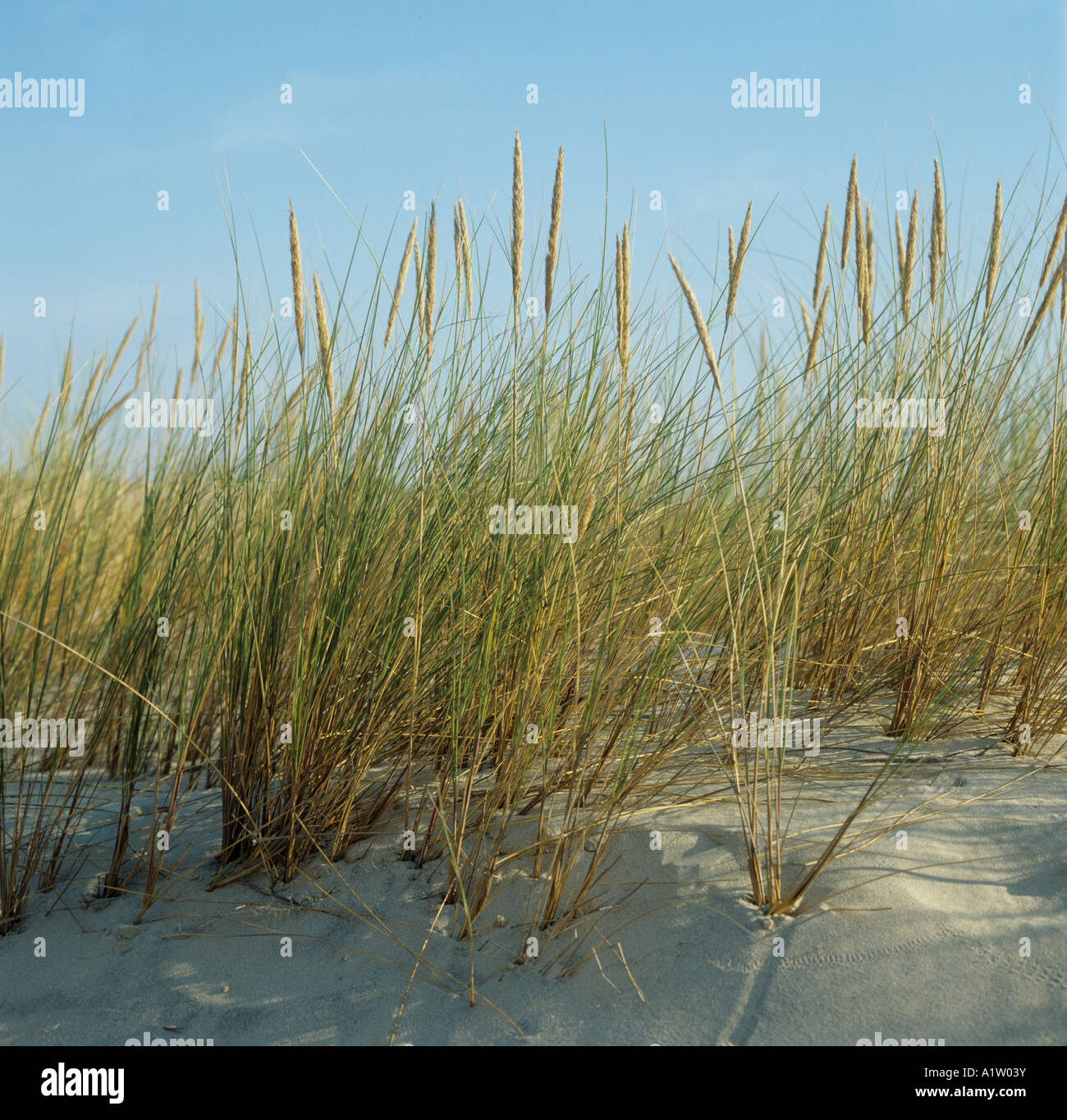 Marram grass Ammophila arenaria seeding in Atlantic sand dunes France ...