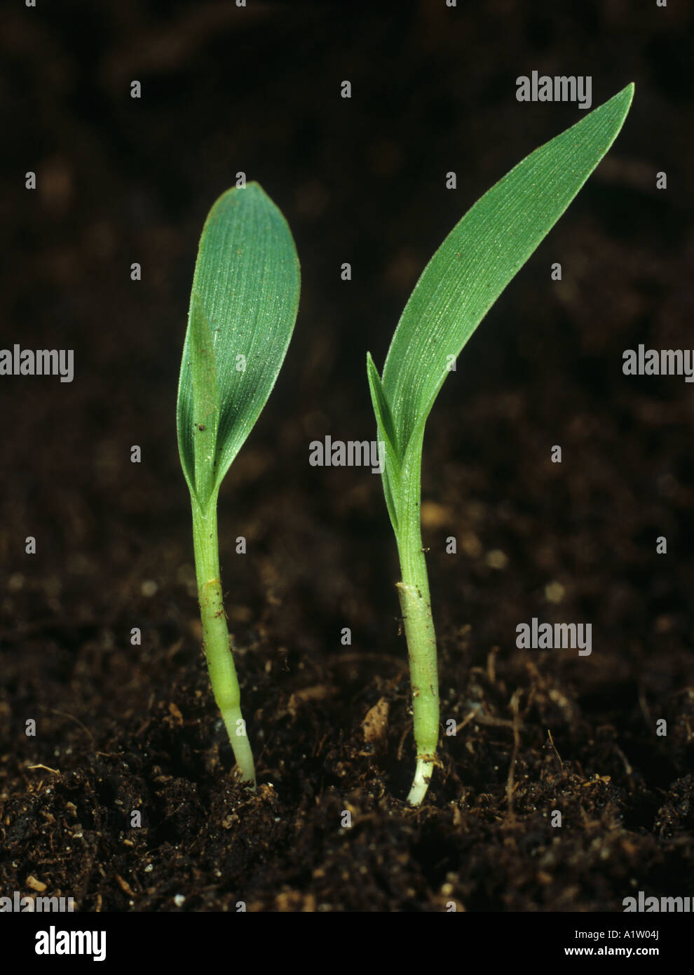 Green foxtail Setaria viridis seedlings of arable grass weeds Stock ...