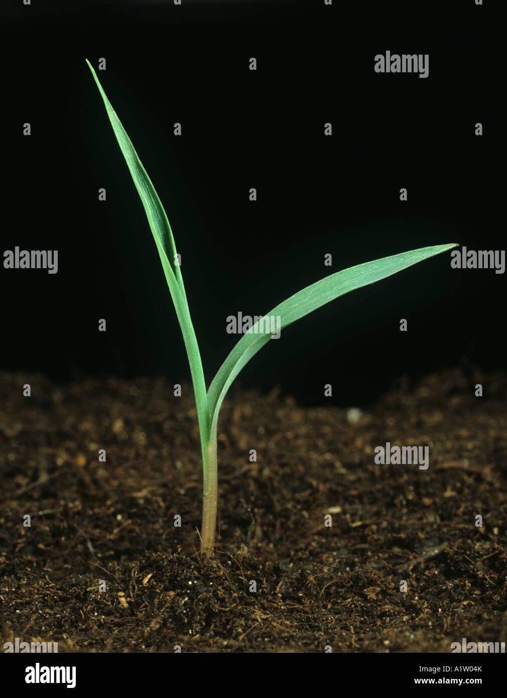 Johnson grass Sorghum halepense seedling grass weed Stock Photo - Alamy