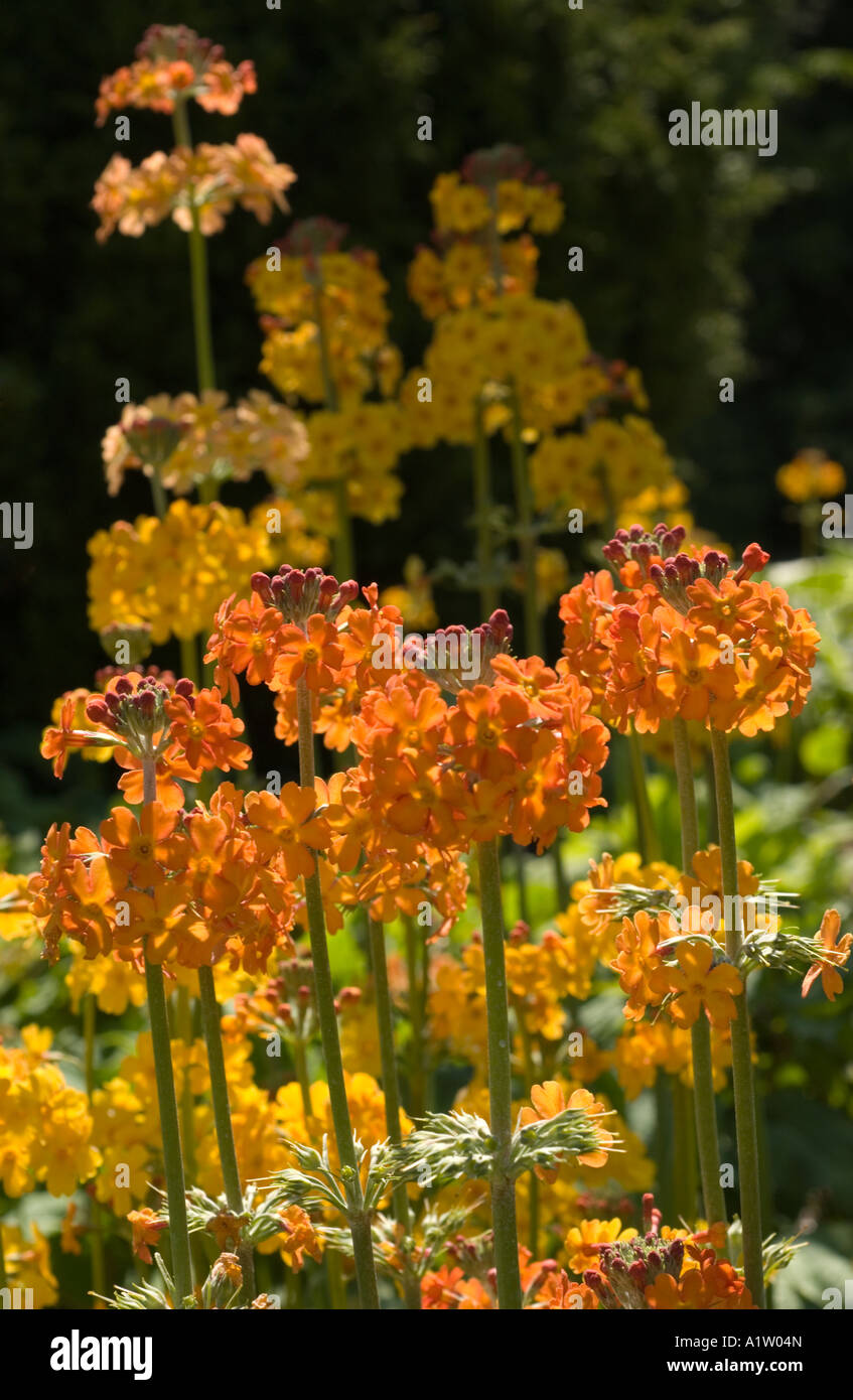 Candelabra primrose flowers hi-res stock photography and images - Alamy