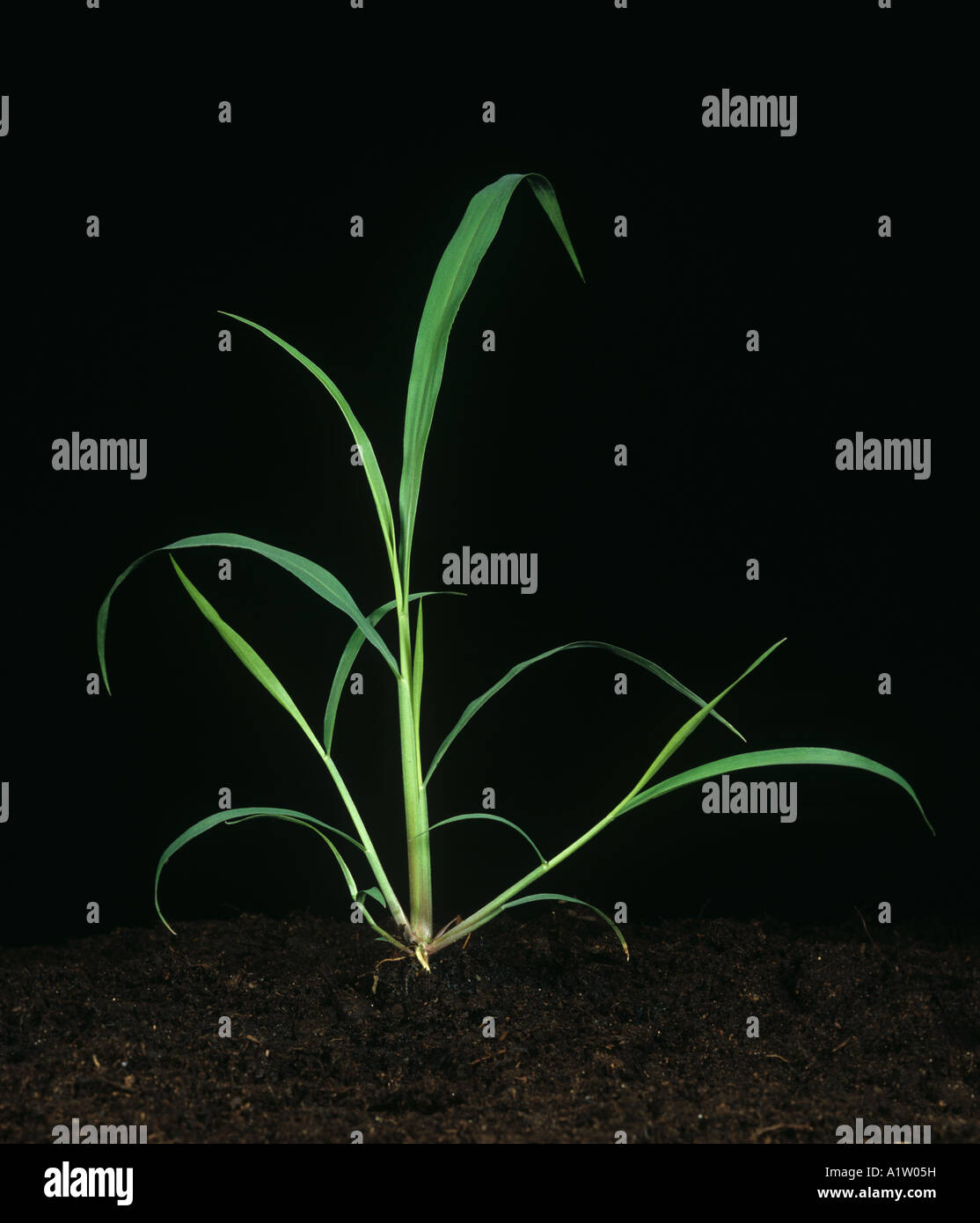 Panicum maximum plant hi-res stock photography and images - Alamy