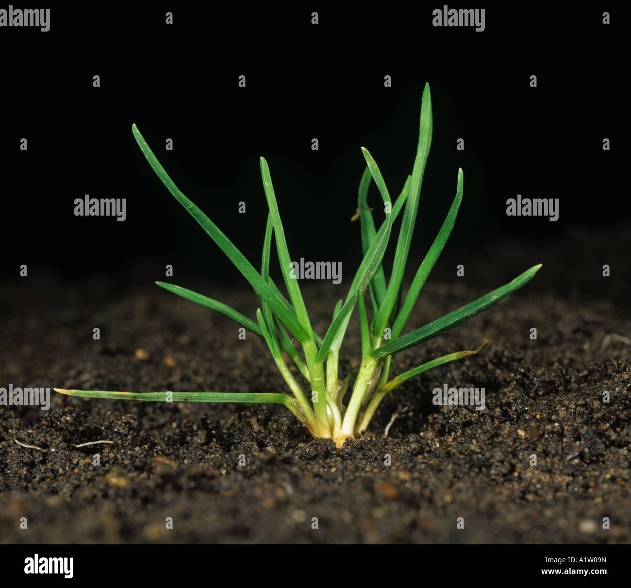 Annual meadowgrass Poa annua young grass weed plant Stock Photo - Alamy