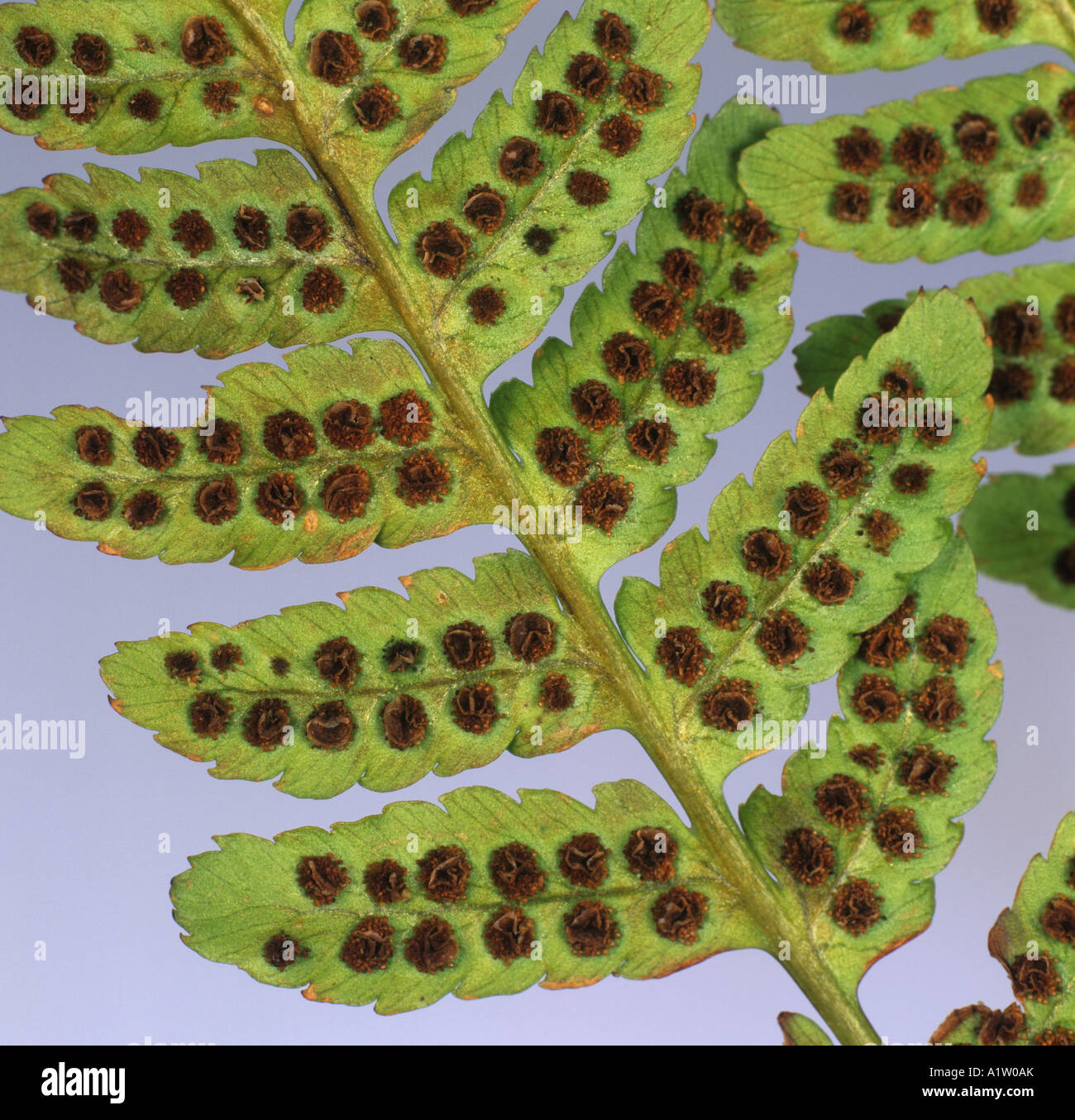 Fern polystichum sp hi-res stock photography and images - Alamy