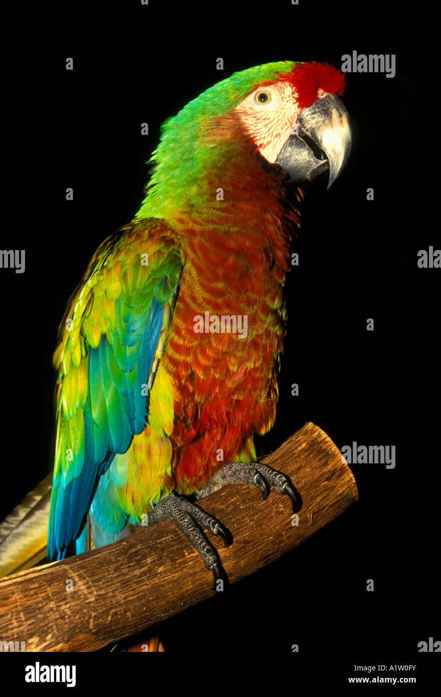 macaw, macaws, parrot, parrots, bird, birds, Miami, Florida, United ...