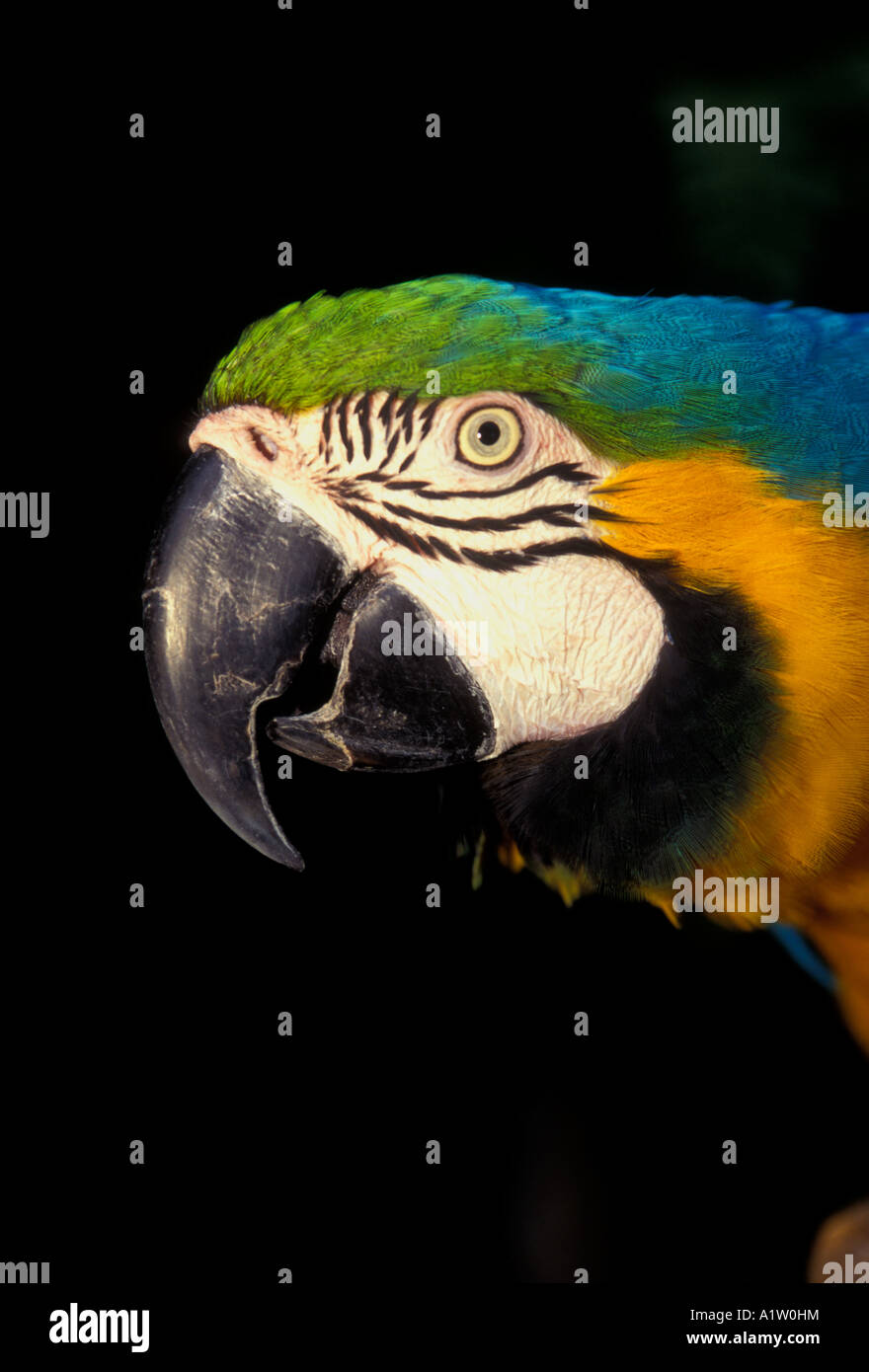 Birds of the united states hi-res stock photography and images - Alamy