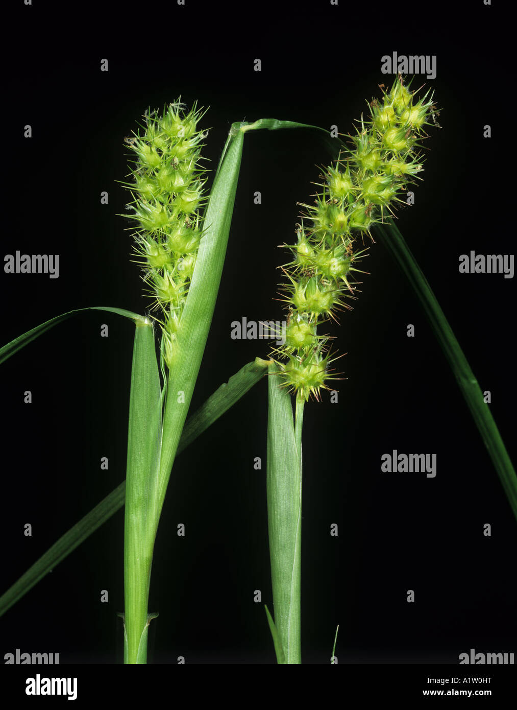 Sandbur hi-res stock photography and images - Alamy