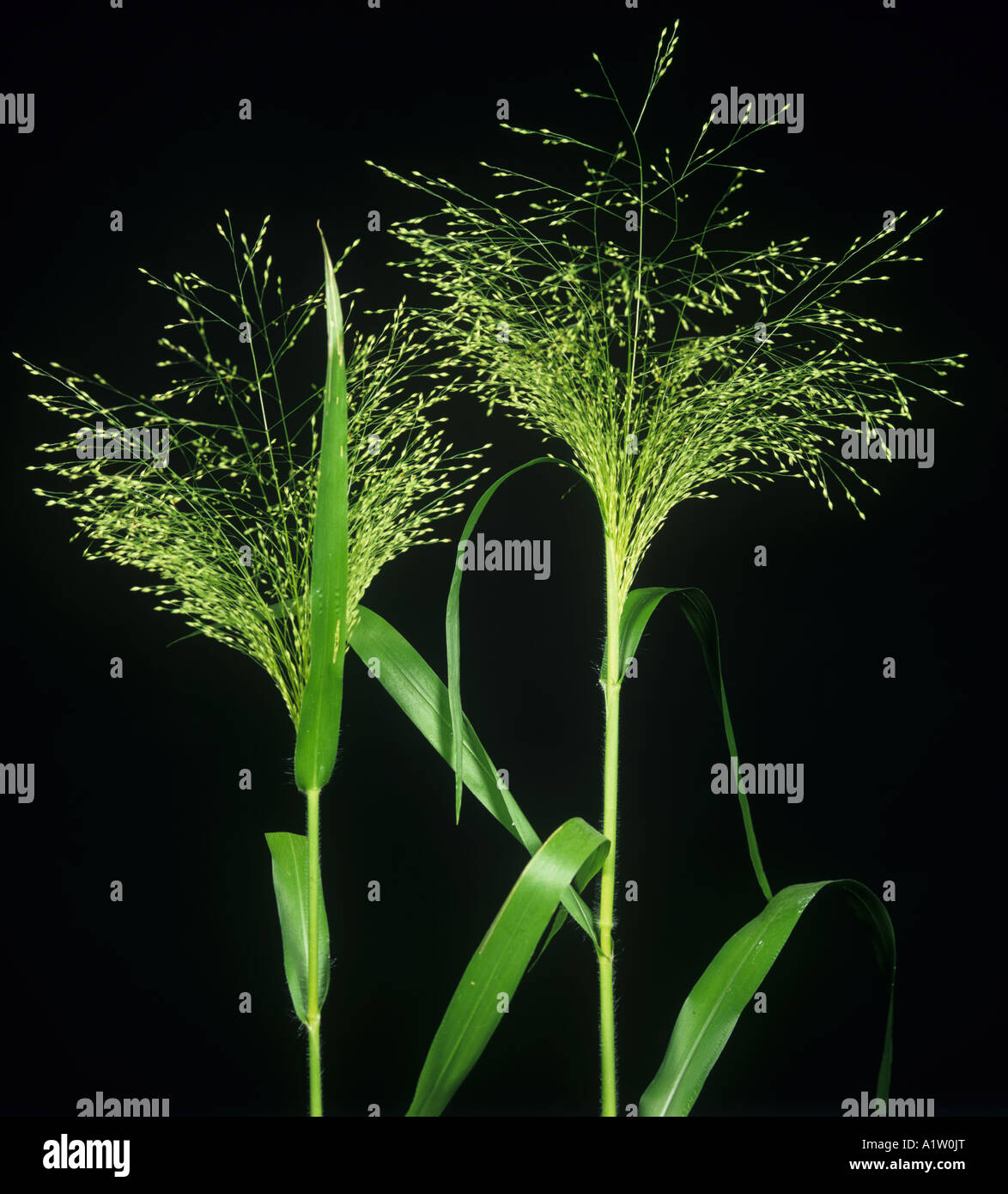Witchgrass Panicum capillare flowering panicles Stock Photo - Alamy