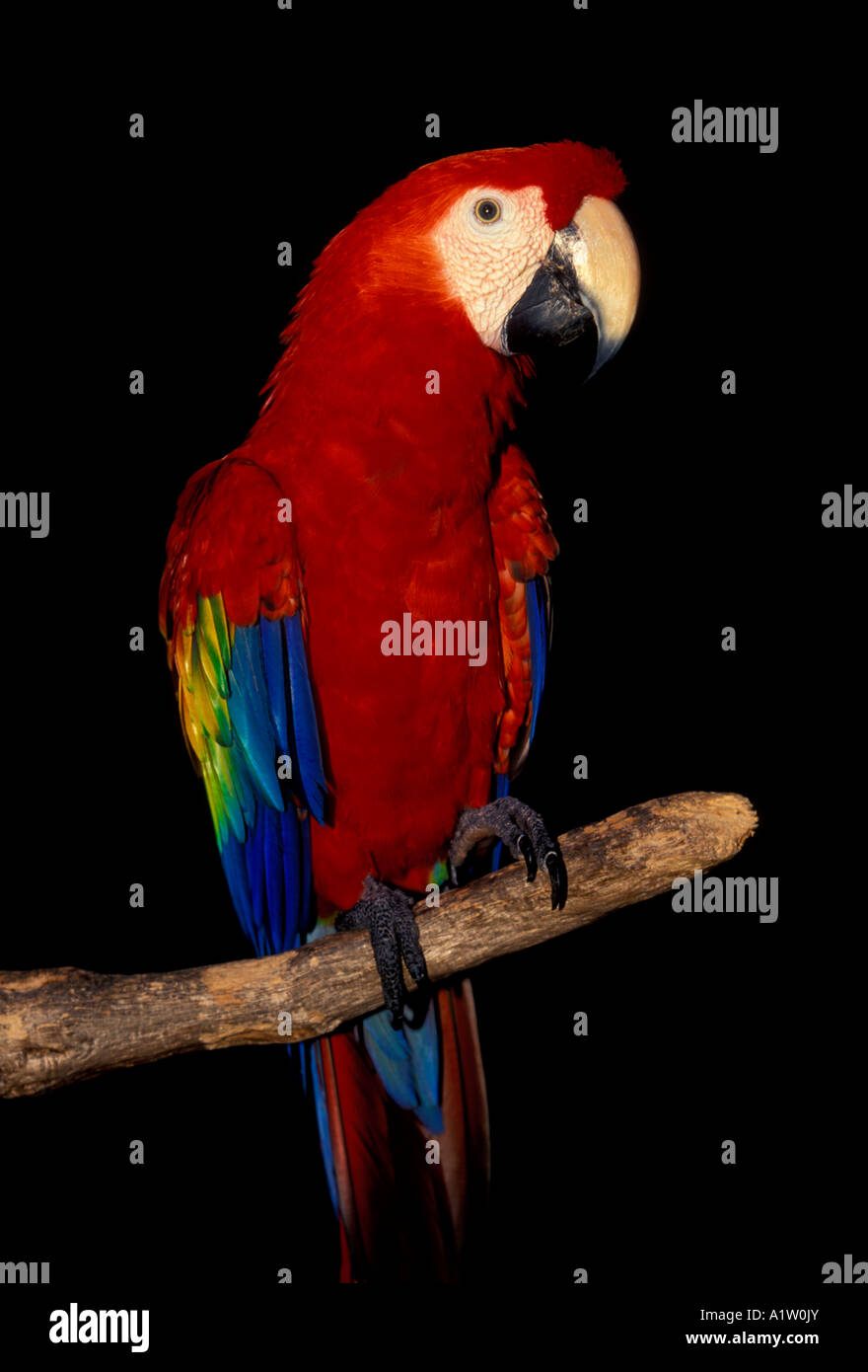 Birds of the united states hi-res stock photography and images - Alamy