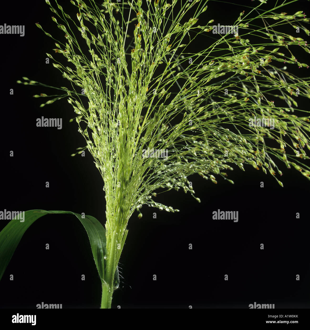 Witchgrass Panicum capillare flowering panicle Stock Photo - Alamy