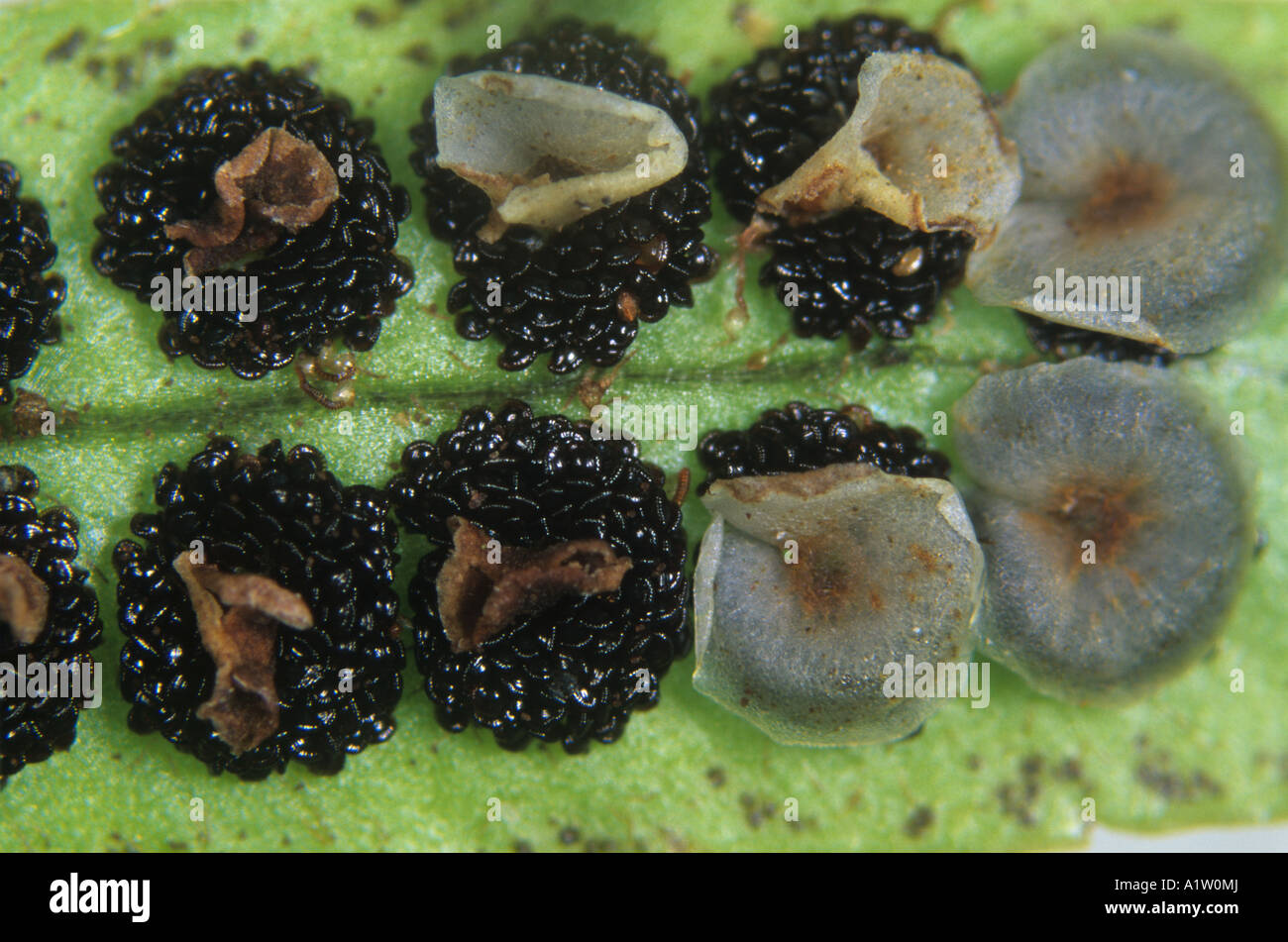 Holly shield fern polystichum sp hi-res stock photography and images ...