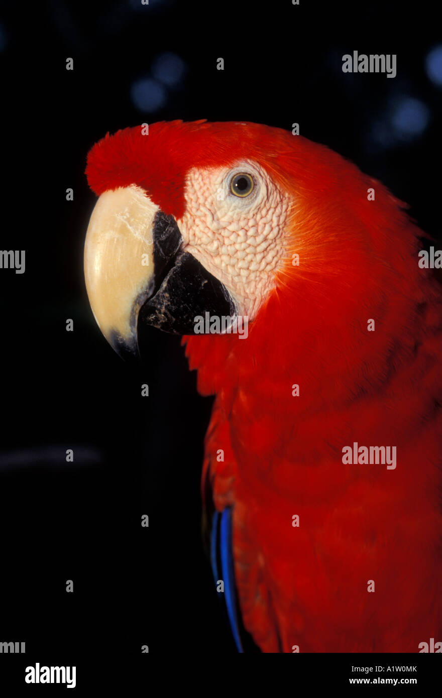 Birds of the united states hi-res stock photography and images - Alamy
