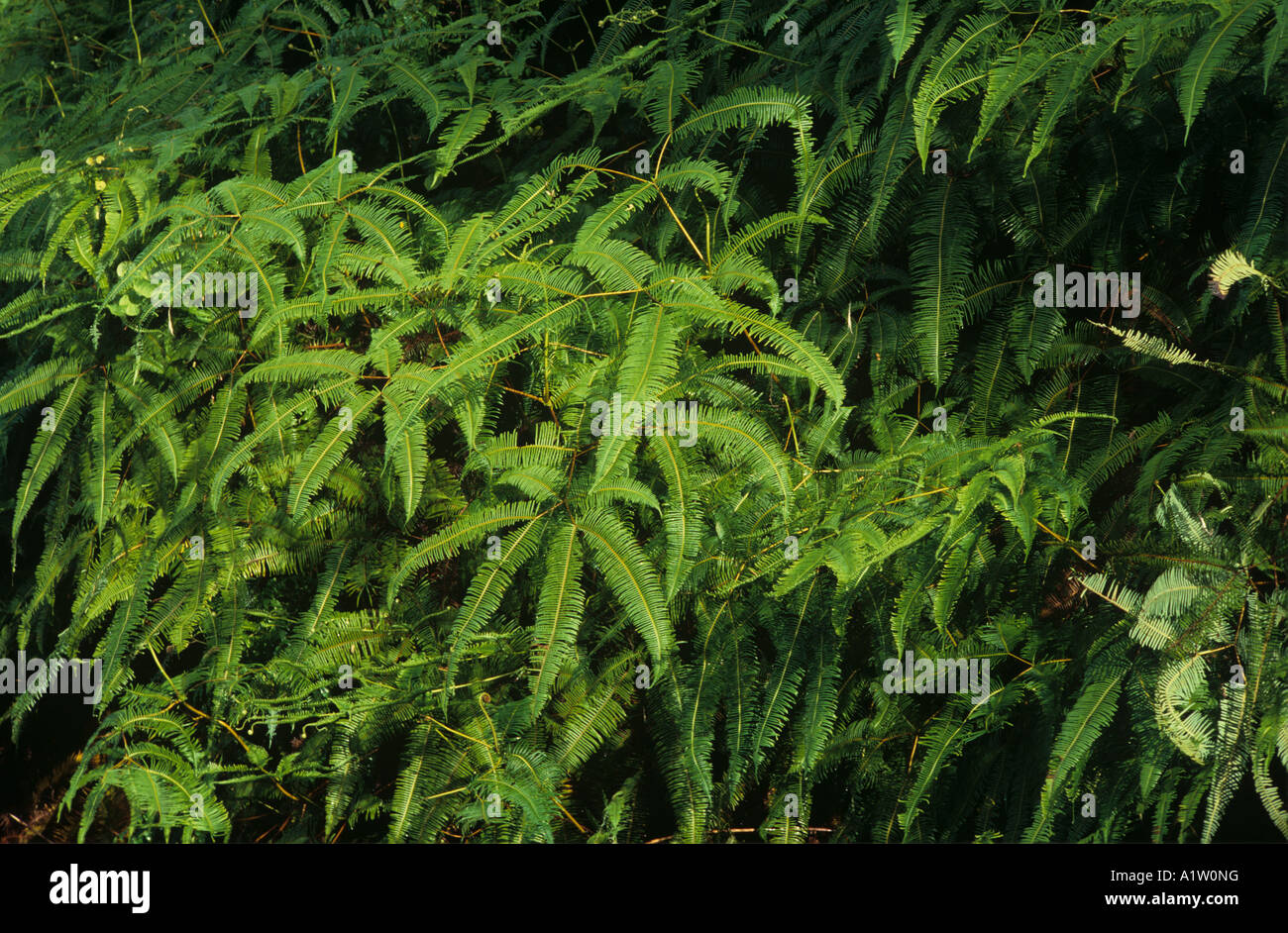 Uluhe fern false staghorn fern Dicranopteris linearis plants Malaysia ...