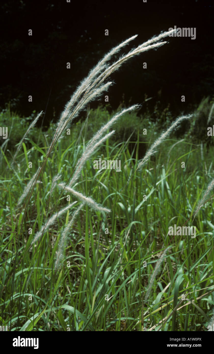 pokok lalang in english - Sophie Mills