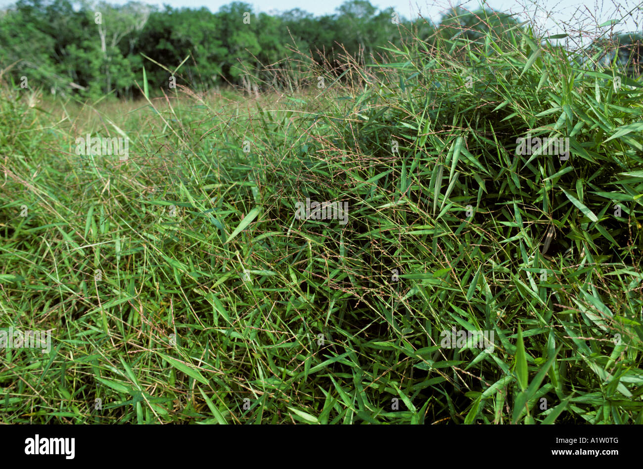 Panicgrass High Resolution Stock Photography and Images - Alamy