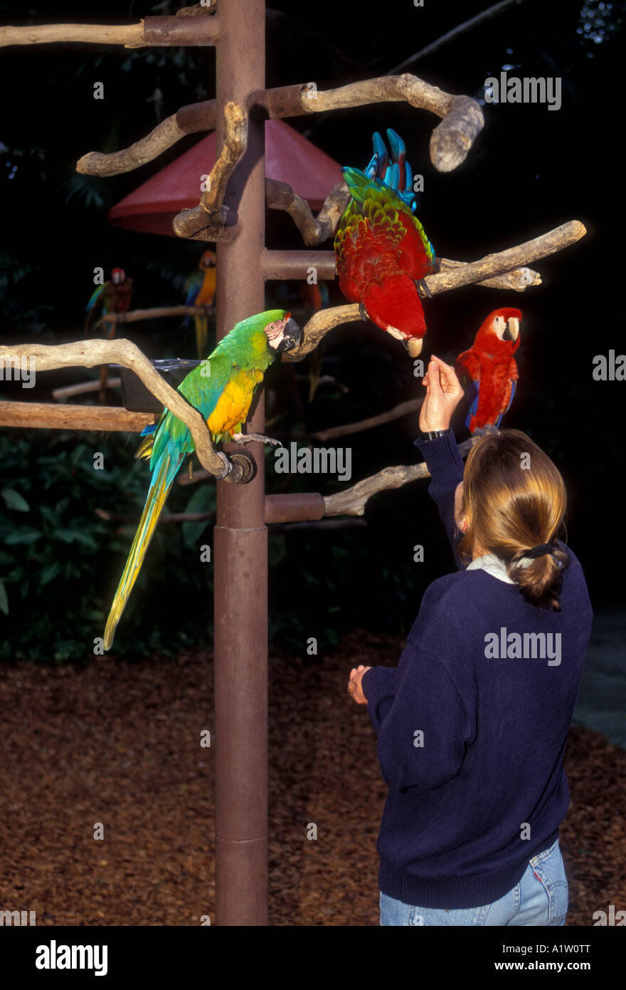 people, person, adult woman, hand-feeding a macaw, macaw, macaws ...