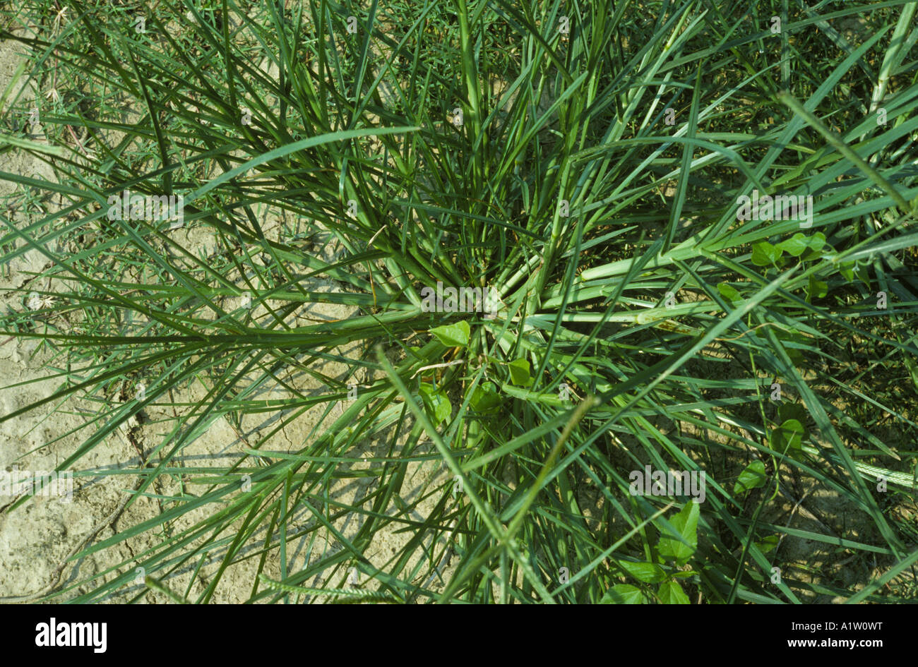 Crowsfoot grass or goosegrass Eleusine indica plant USA Stock Photo - Alamy