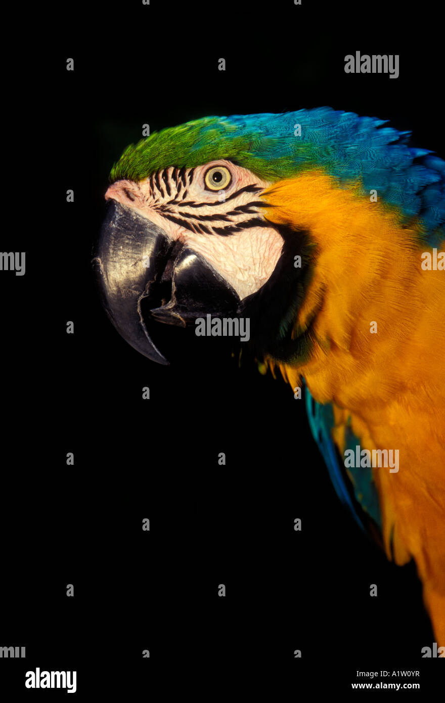 macaw, macaws, parrot, parrots, bird, birds, Miami, Florida, United ...