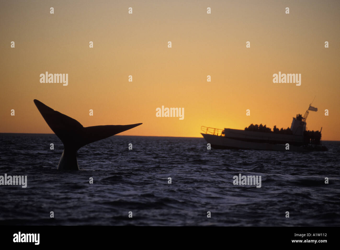 Southern Right Whale Eubalaena australis fluke Atlantic Ocean Patagonia ...
