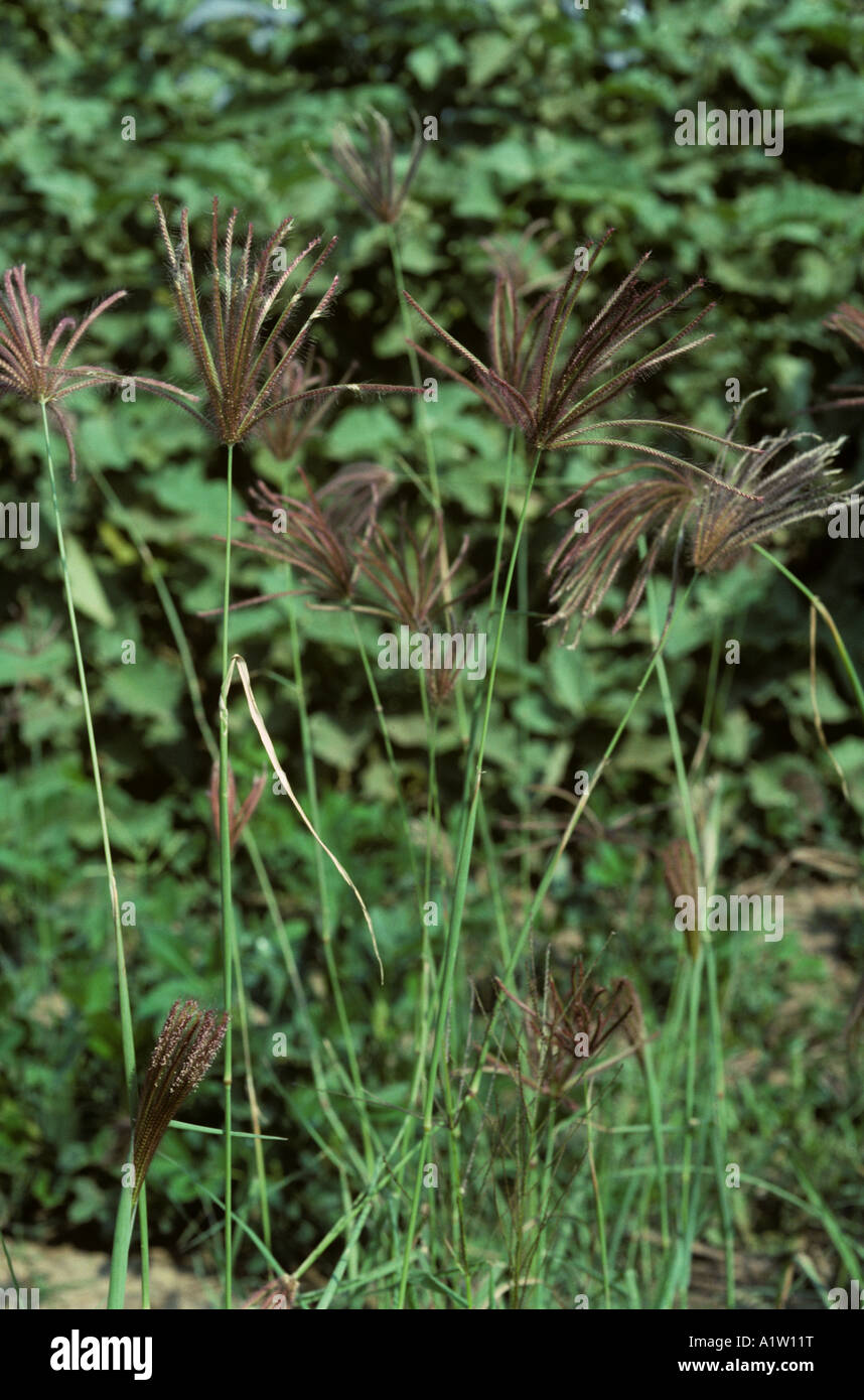 Swollen fingergrass Chloris barbata flower spikes Stock Photo - Alamy
