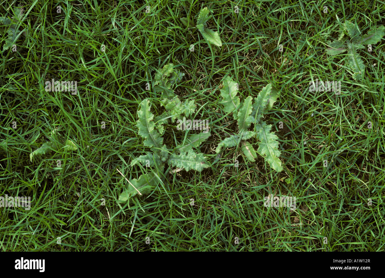 Young thistle Cirsium sp weed plants in young grass sward Stock Photo ...