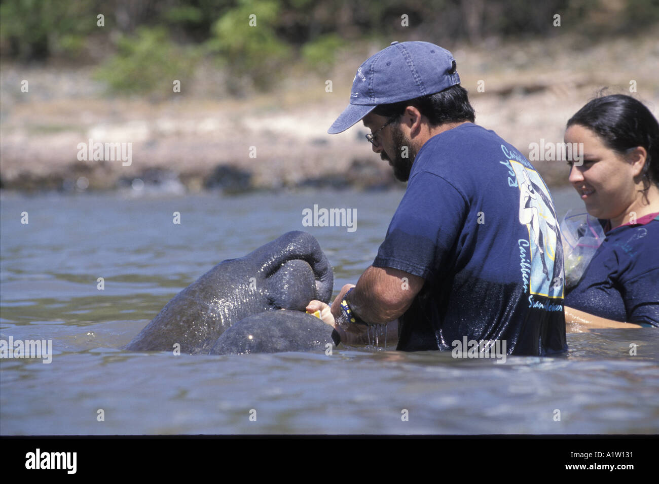 Tourists with friendly manatee Moises trichechus manatus Puerto Rico ...