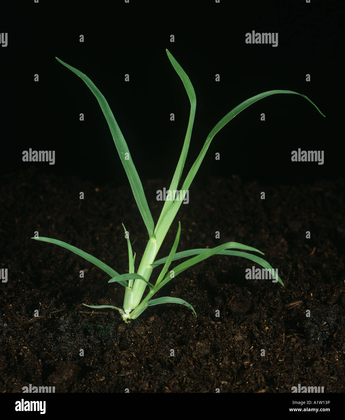 Crowsfoot grass or goosegrass Eleusine indica tillering young plant ...